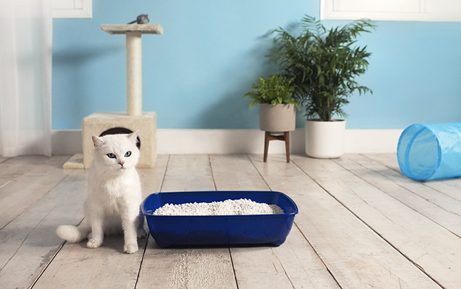 How to litter train a kitten | CATSAN Cat Litter