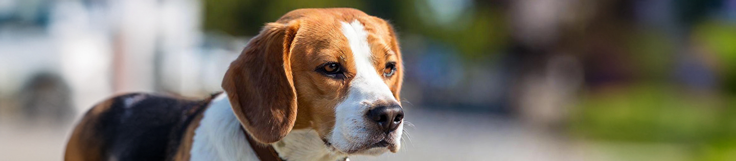 Informasi & Karakteristik Ras Anjing Beagle - CESAR® Indonesia