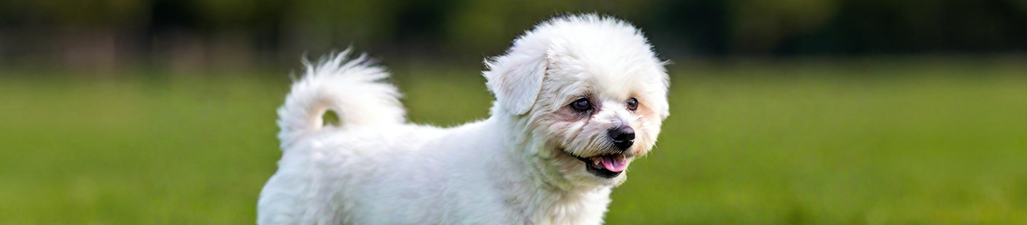 Informasi & Karakteristik Ras Anjing Bichon Frise - CESAR® Indonesia