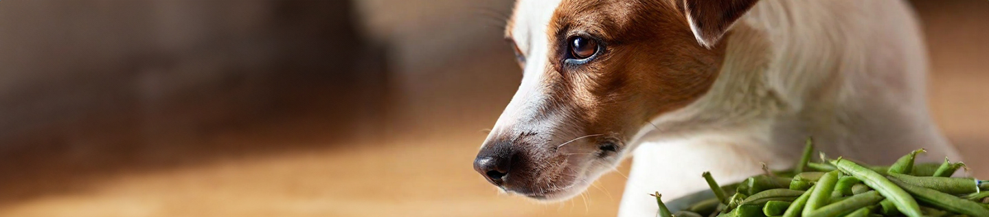 Apakah Buncis Baik untuk Anjing? Mari Kita Cari Tahu - CESAR® Indonesia
