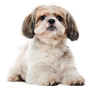 Ras Anjing Shih Tzu: Informasi & Karakteristik - CESAR® Indonesia