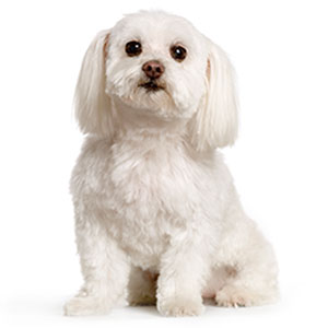 Panduan & Jenis Ras Anjing Kecil - CESAR® Indonesia