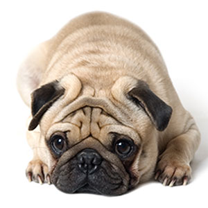 Panduan & Jenis Ras Anjing Kecil - CESAR® Indonesia