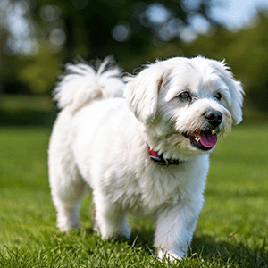 Coton de Tulear: Panduan Lengkap Ras Anjing - CESAR® Indonesia