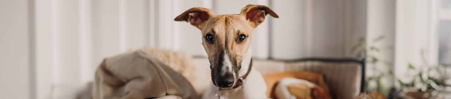 Info & Karakteristik Ras Anjing Whippet - CESAR® Indonesia