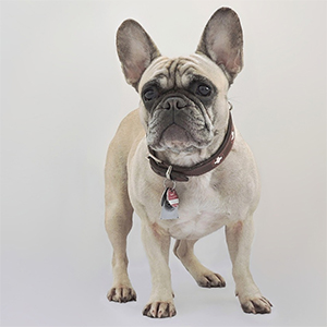 Informasi & Karakteristik Ras Anjing French Bulldog - CESAR® Indonesia