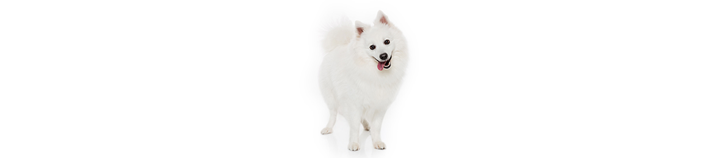 Anjing Japanese Spitz: Informasi & Karakteristik - CESAR® Indonesia