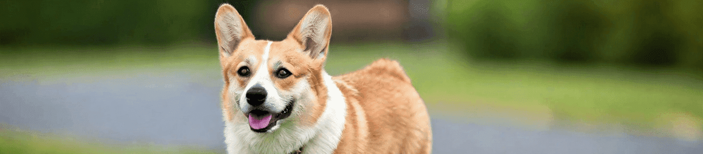 Panduan Ras Anjing Corgi - CESAR® Indonesia