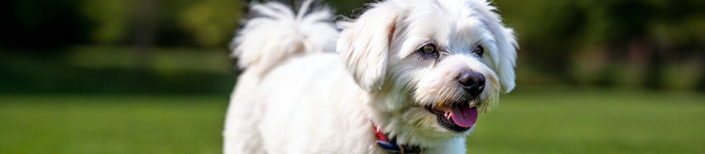 Coton de Tulear: Panduan Lengkap Ras Anjing - CESAR® Indonesia