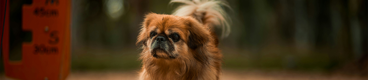 Info & Karakteristik Ras Anjing Peking - CESAR® Indonesia