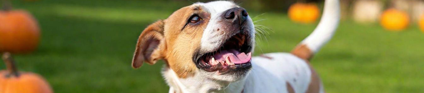 Labu untuk Anjing: Manfaat dan Tips Memberi Makan - CESAR® Indonesia