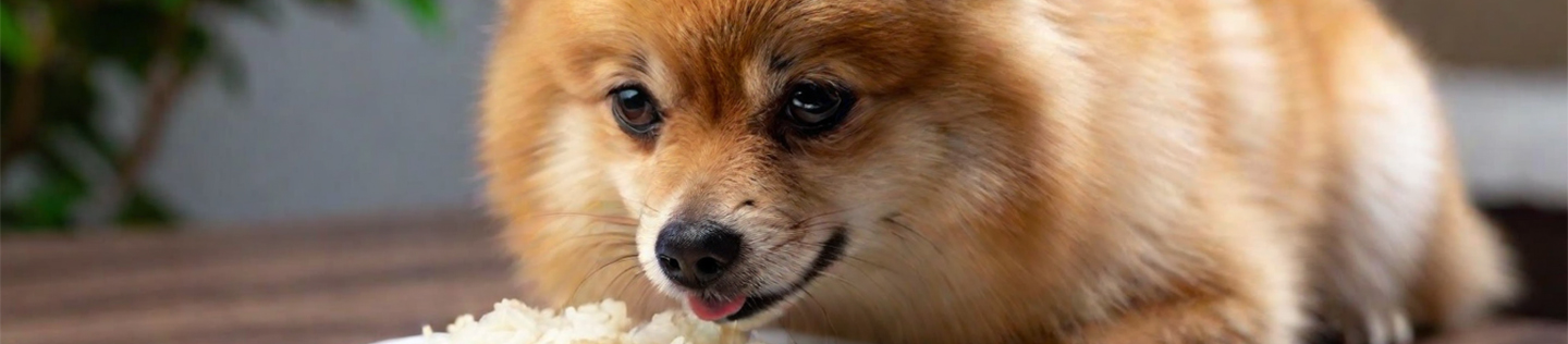 Apakah Nasi Baik untuk Anjing? - CESAR® Indonesia