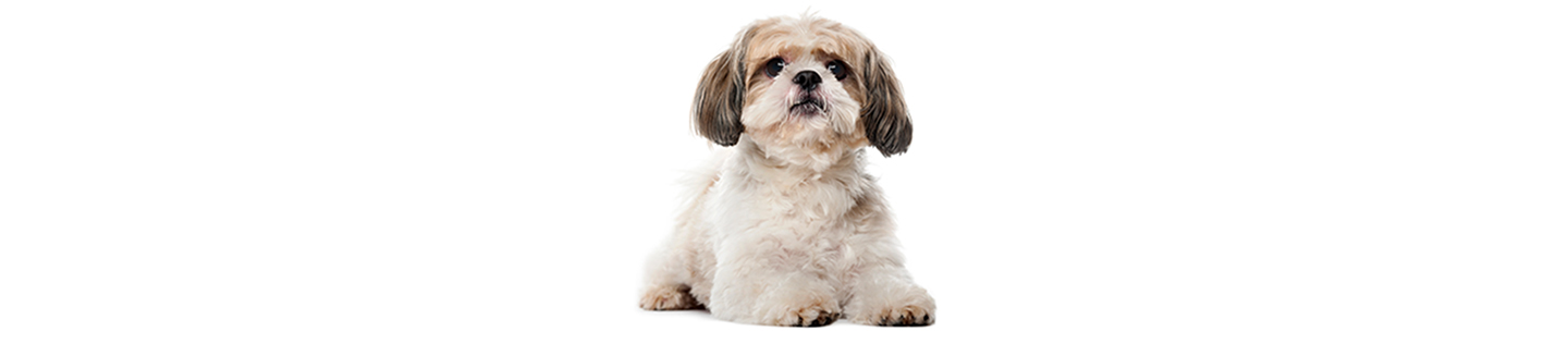 Ras Anjing Shih Tzu: Informasi & Karakteristik - CESAR® Indonesia