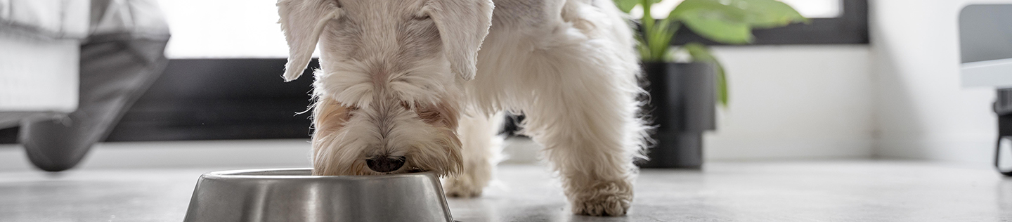 Panduan Memberi Makan dan Diet Anjing Ras Kecil - CESAR® Indonesia