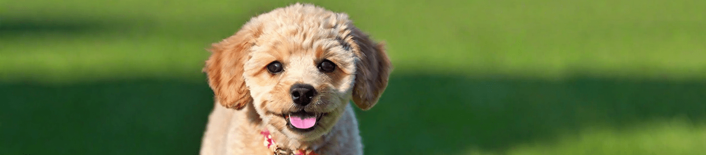 Info & Karakteristik Ras Anjing Toy Poodle - CESAR® Indonesia