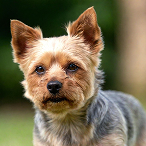 Informasi & Karakteristik Ras Anjing Yorkshire Terrier - CESAR® Indonesia