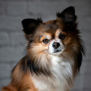 Papillon Dog Breed Info & Characteristics - CESAR® Malaysia