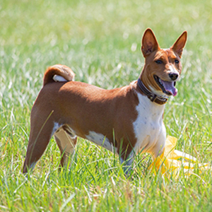 Basenji Dog Breed Guide - CESAR® Malaysia