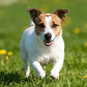 Jack Russell Dog Breed Info & Characteristics - CESAR® Malaysia