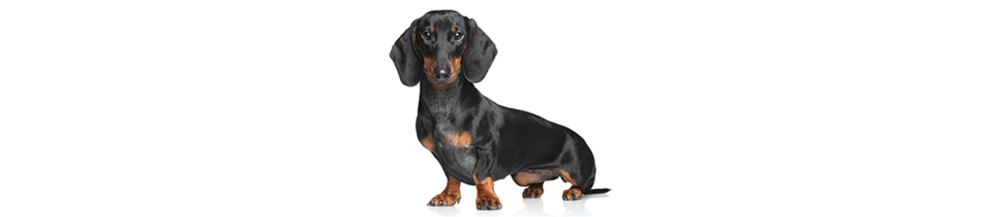 Dachshund Dog Breed Info & Characteristics - CESAR® Malaysia