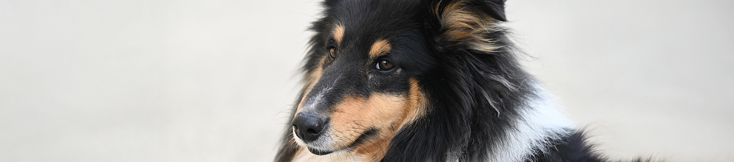 Top 10 Smartest Dog Breeds in the World - CESAR® Malaysia