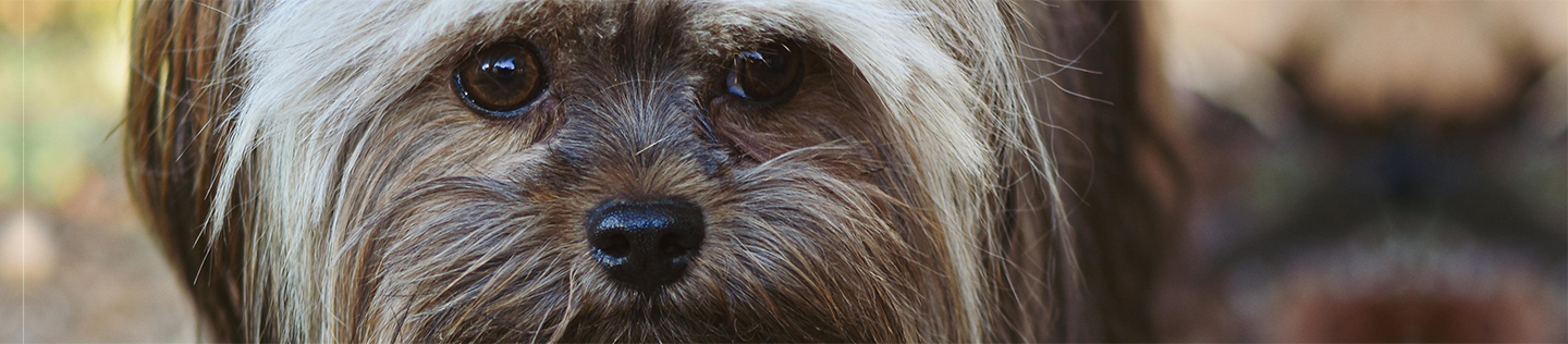 Understanding Lhasa Apsos: Dog Breed Overview - CESAR® Malaysia