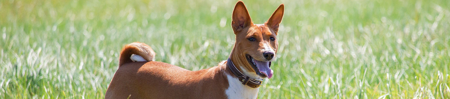 Basenji Dog Breed Guide - CESAR® Philippines