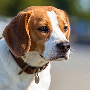 Beagle Dog Breed Info & Characteristics - CESAR® Philippines