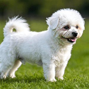 Bichon Frise Dog Breed Info & Characteristics - CESAR® Philippines