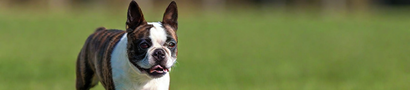 Boston Terrier Dog Breed Info & Characteristics - CESAR® Philippines