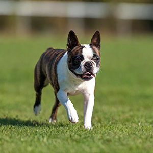 Small Dog Breeds Guide & Types - CESAR® Philippines