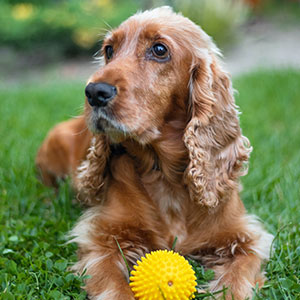 Small Dog Breeds Guide & Types - CESAR® Philippines