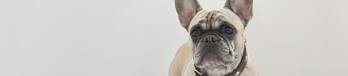 French Bulldog Dog Breed Information & Characteristics - CESAR® Philippines