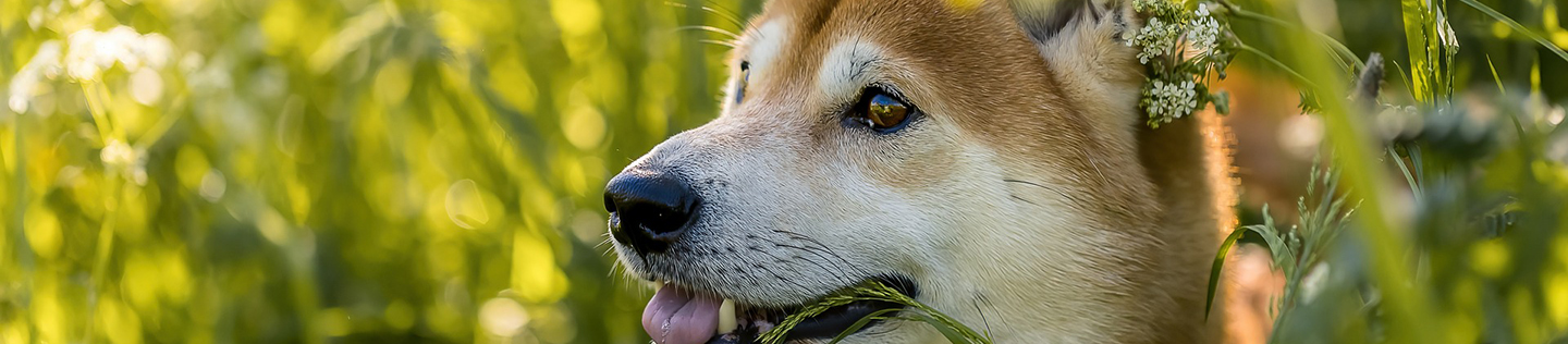 Shiba Inu: Dog Breed Guide, Care Tips & Personality Traits - CESAR ...