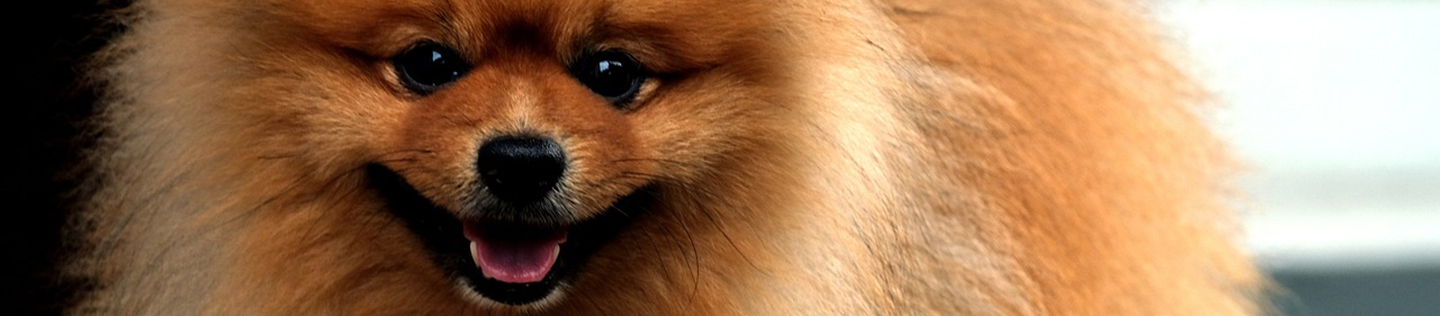Pomeranian Dog Breed Info & Characteristics - CESAR® Philippines