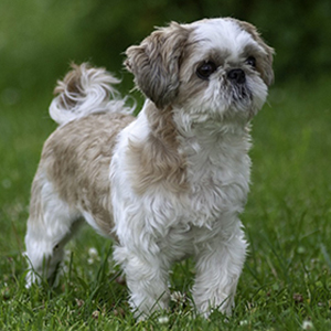 8 Types of Shih Tzu Dog Breed - CESAR® Philippines