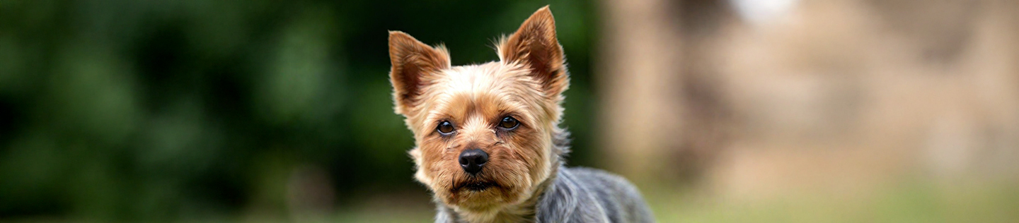Yorkshire Terrier Dog Breed Info & Characteristics - CESAR® Philippines