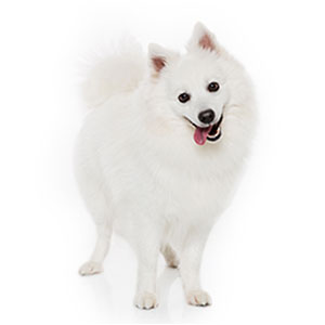 Japanese Spitz Dog Breed Info & Characteristics - CESAR® Singapore