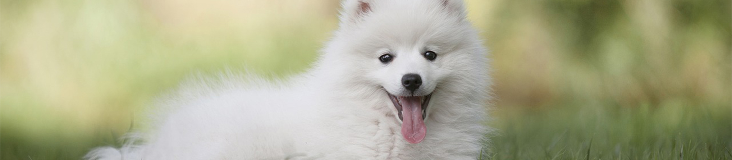 Top 55 Japanese Dog Names - CESAR® Singapore