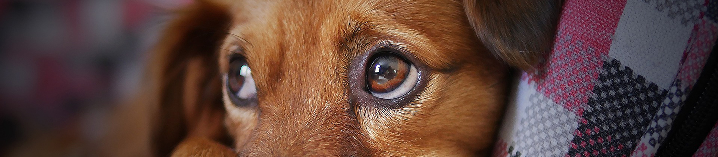 Can Dogs Cry? Understanding Your Dog's Emotional Expressions - CESAR ...