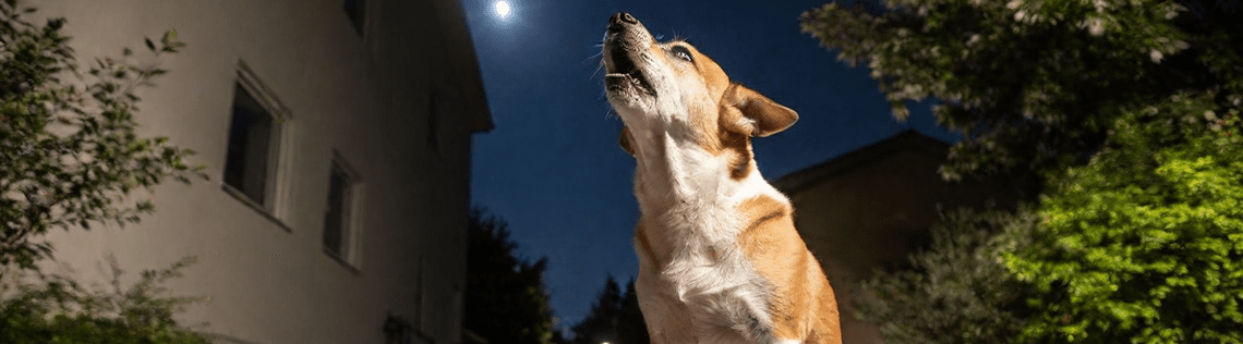 Why Does My Dog Howl At Night