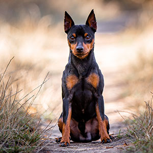 Mini Pinscher Dog Breed Info & Characteristics - CESAR® Singapore