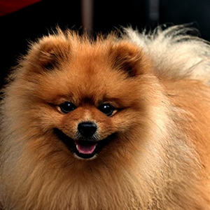 Pomeranian Dog Breed Info & Characteristics - CESAR® Singapore