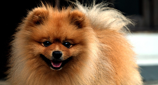 Pomeranian Dog Breed Info & Characteristics - CESAR® Singapore