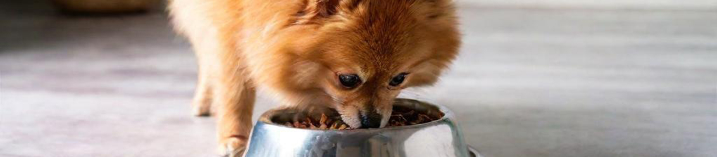 Pomeranian Dog Food Diet & Feeding Guide - CESAR® Singapore