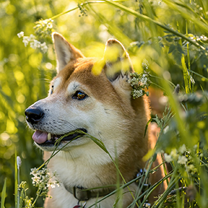 Shiba Inu: Dog Breed Guide, Care Tips & Personality Traits - CESAR ...