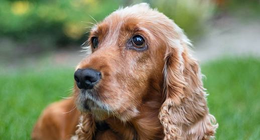 Cocker Spaniel Dog Breed Info & Characteristics - CESAR® Singapore