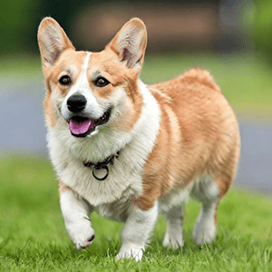 Corgi Dog Breed Guide - CESAR® Singapore