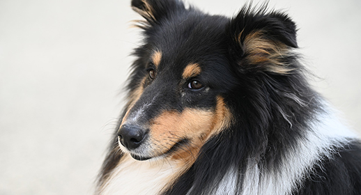 Top 10 Smartest Dog Breeds in the World - CESAR® Singapore