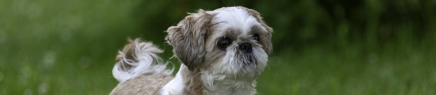 8 Types of Shih Tzu Dog Breed - CESAR® Singapore